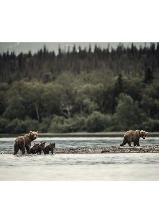 Wild Land – Macy Carlisle