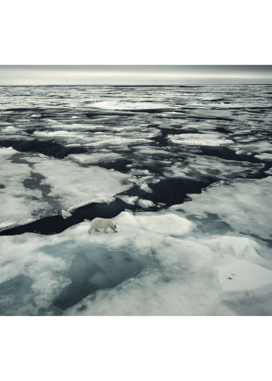 Wild Land – Macy Carlisle